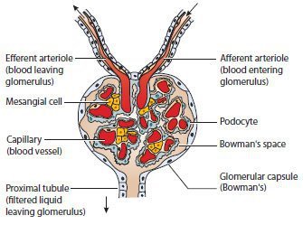 About the kidney | infoKID