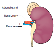 About the kidney | infoKID