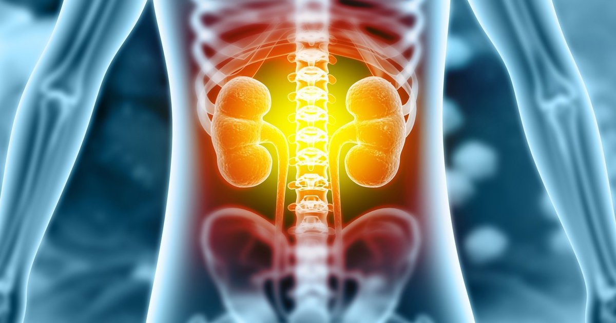 What kidneys do | infoKID