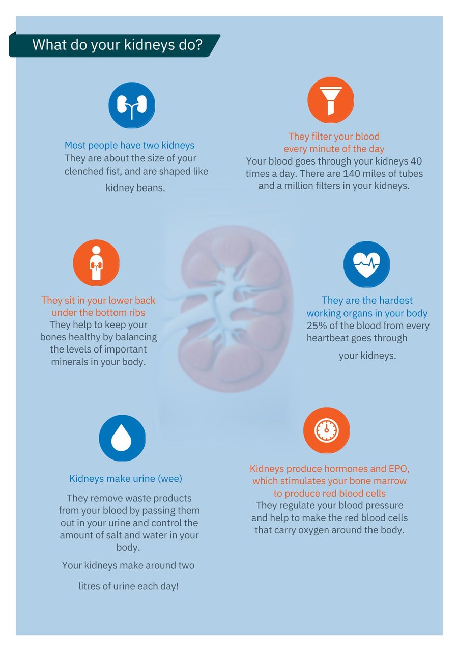 Chronic kidney disease (CKD) | infoKID